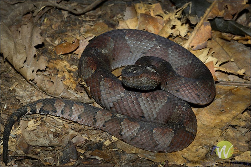 Shushupe - Animales del Peru