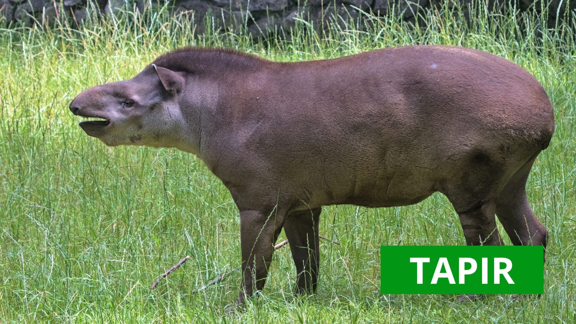 animal de la selva peruana - tapir - Animales del Perú