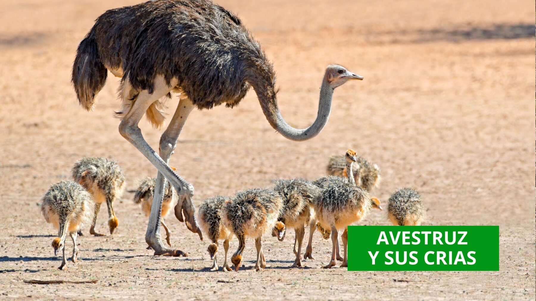 Avestruces